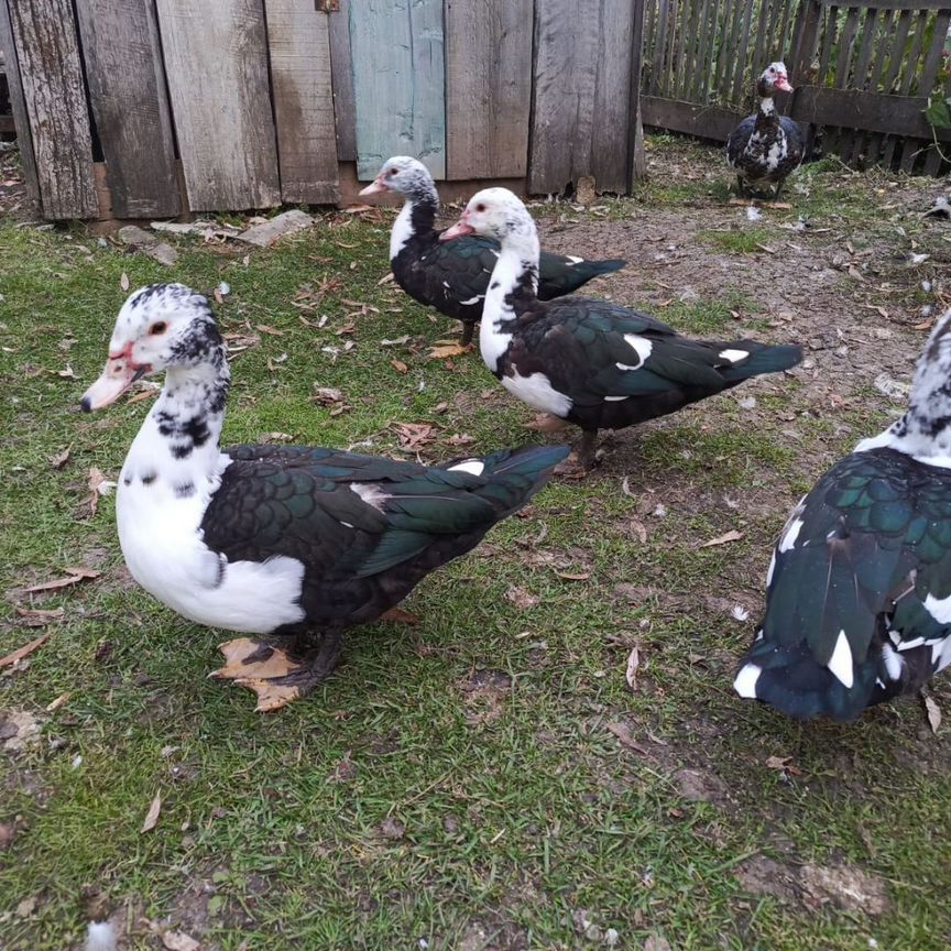 Мускусные утки