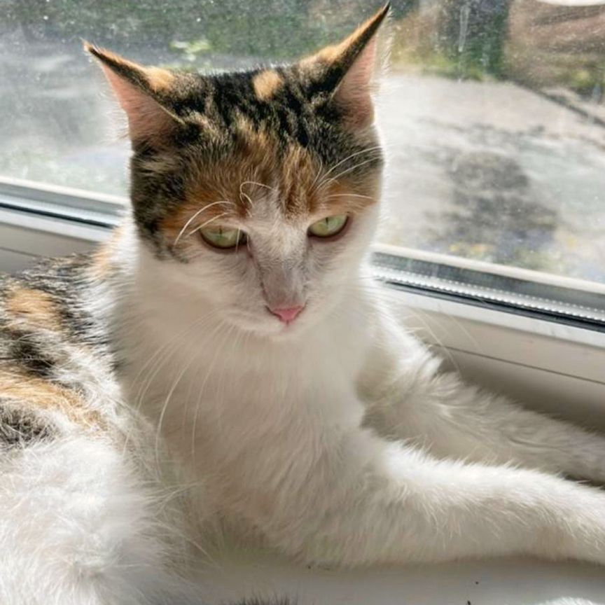 Кошечка в добрые руки