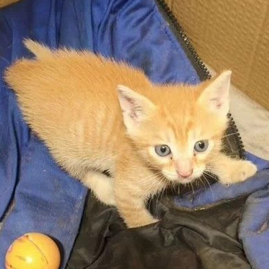 Котёнок в добрые руки