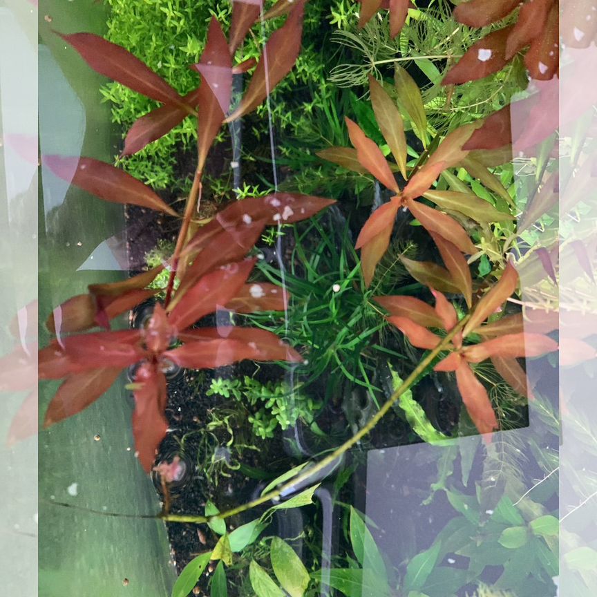 Людвигия супер ред