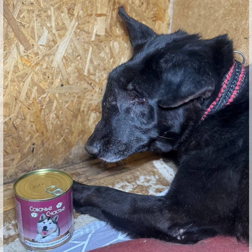 Взрослая собака в добрые руки