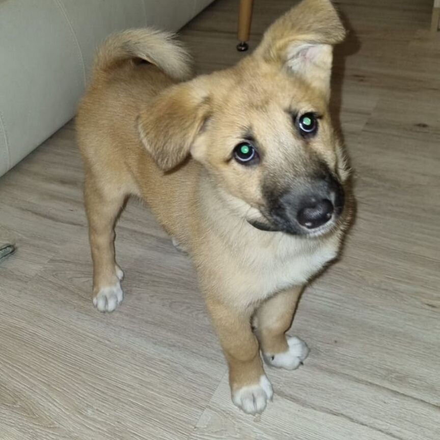 Щеночку нужен дом