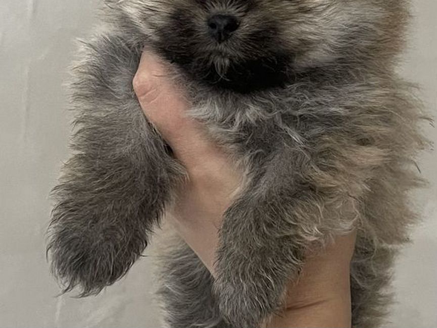 Щенки шпица