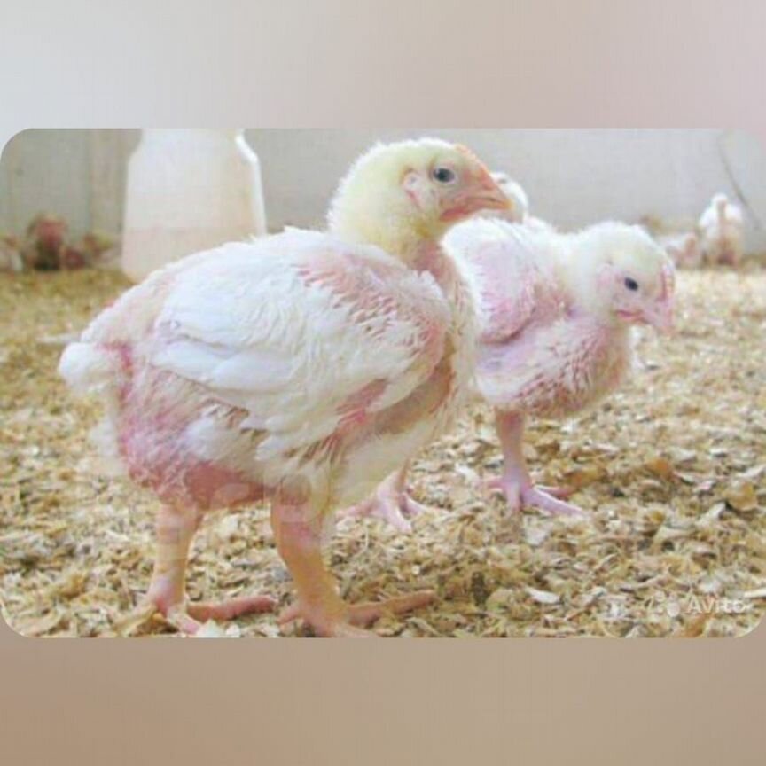 Продам цыплят