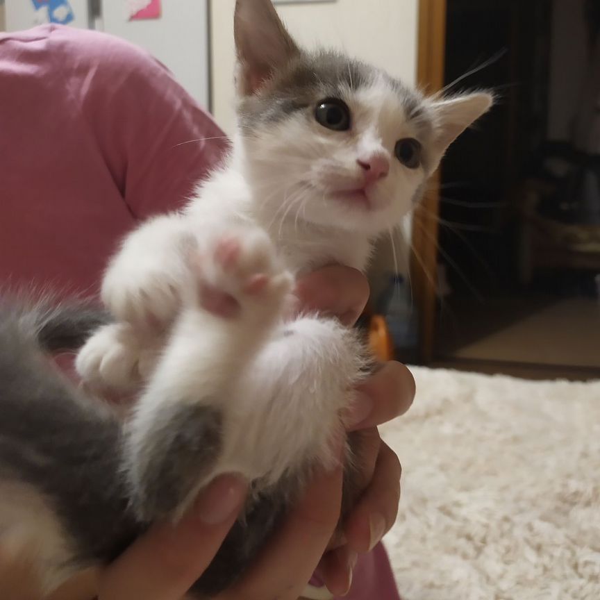 Котёнок в добрые руки