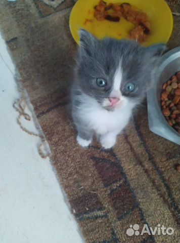 Кошки в добрые руки бесплатно