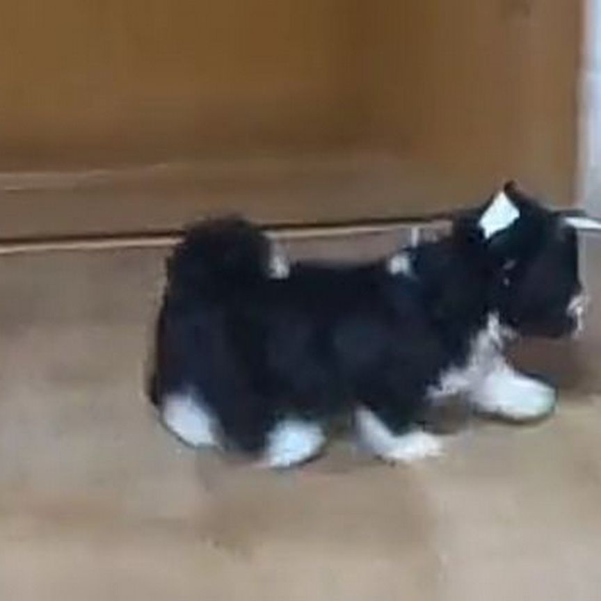 Красотка цветного йорка