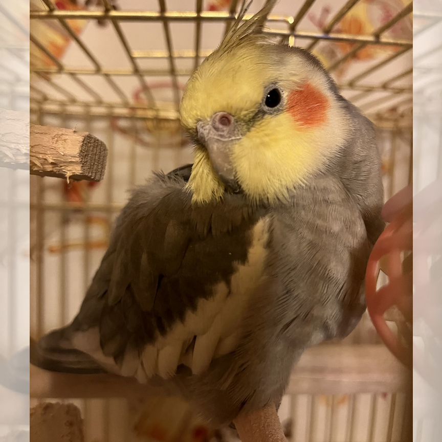 Попугай корелла