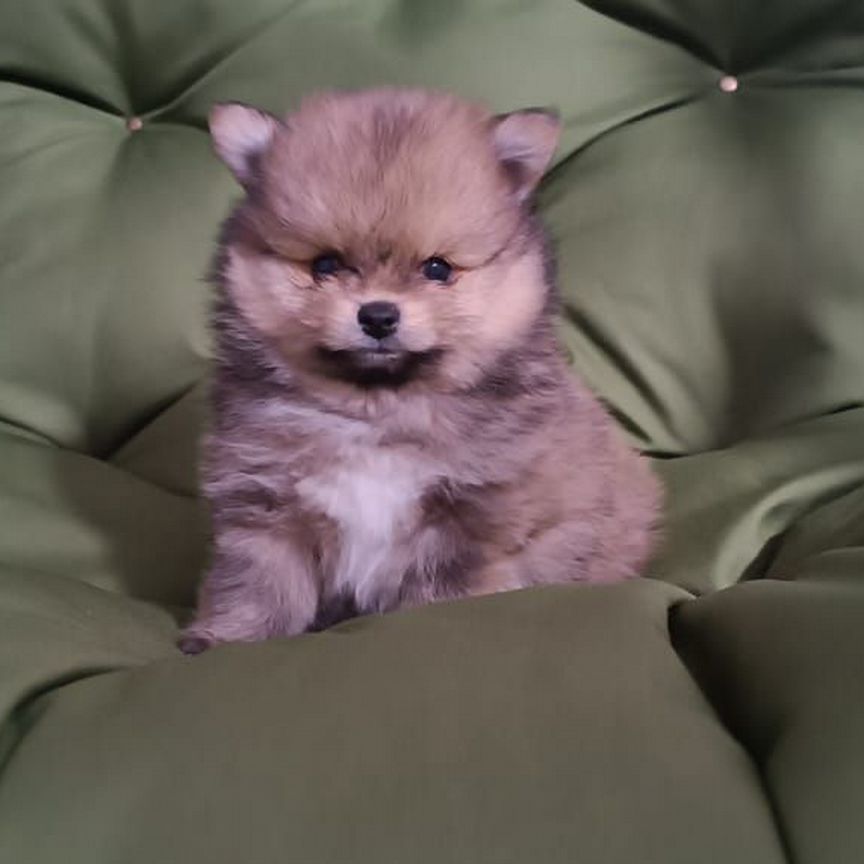 Немецкий шпиц, щенок