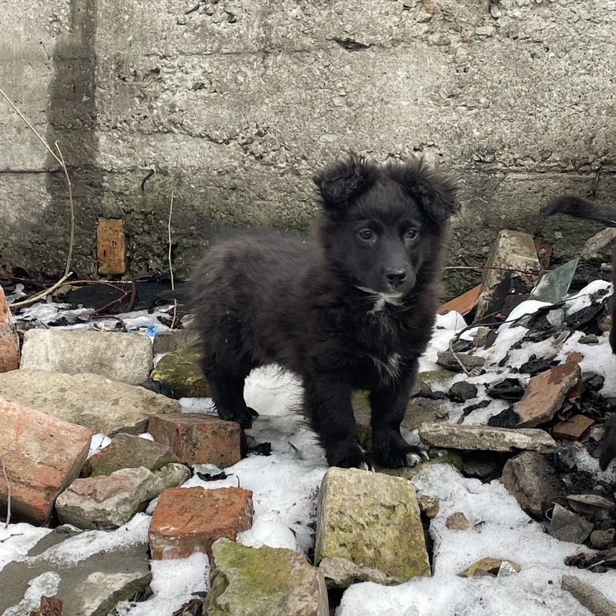 Будут мелкими звоночками на радость