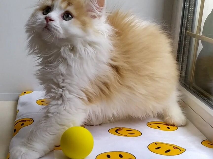 Британский длинношерстный котик