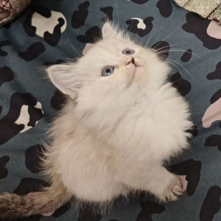 Невская маскарадная котенок девочка