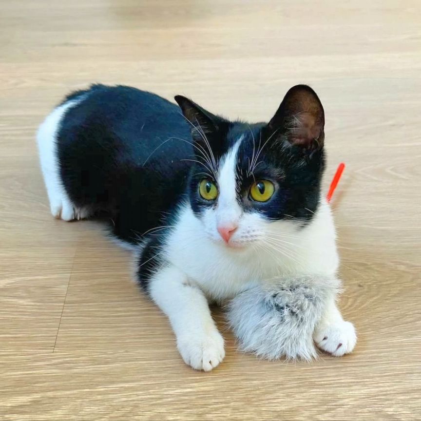 Котенок