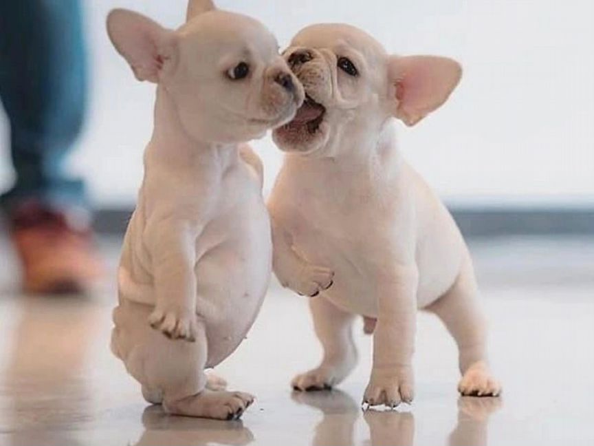 Милые французики