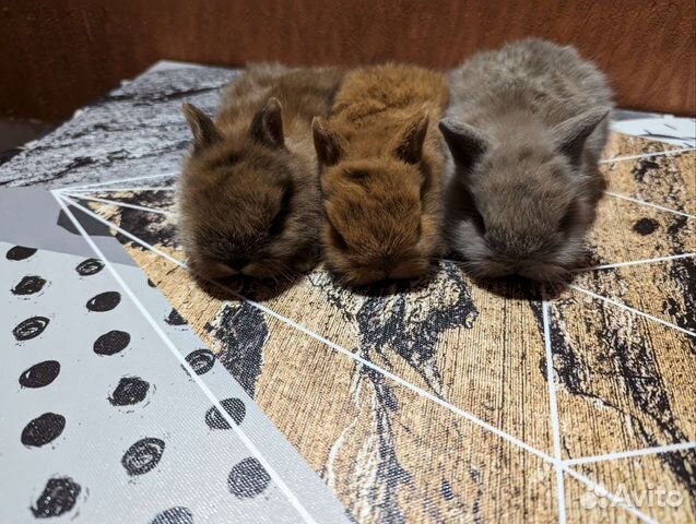 Декоративные крольчата