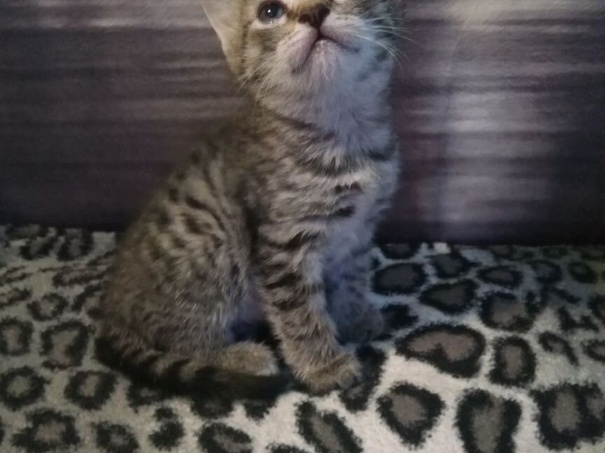 Отдам котят в добрые руки, 3 котёнка