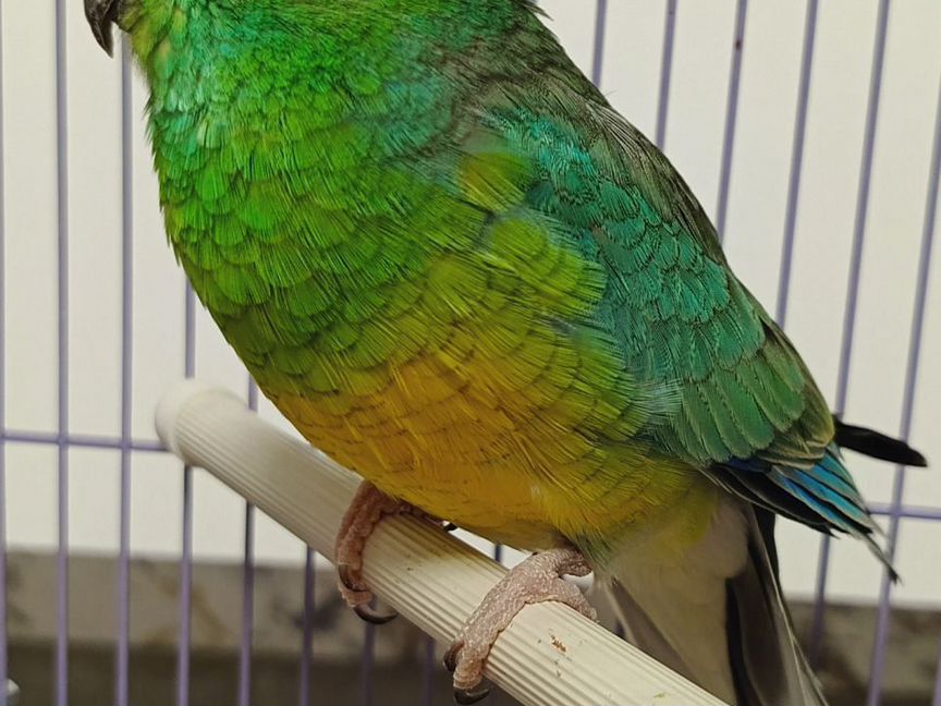 Певчий попугай