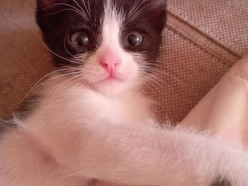 Котята в добрые руки бесплатно