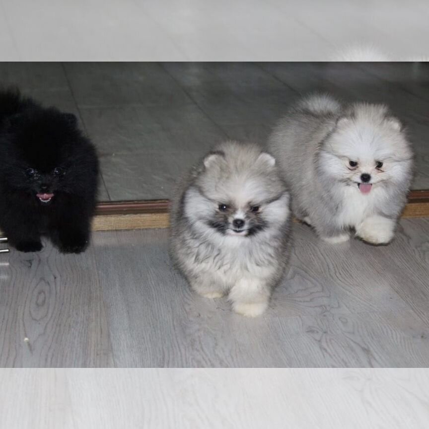 Померанский шпиц, щенок