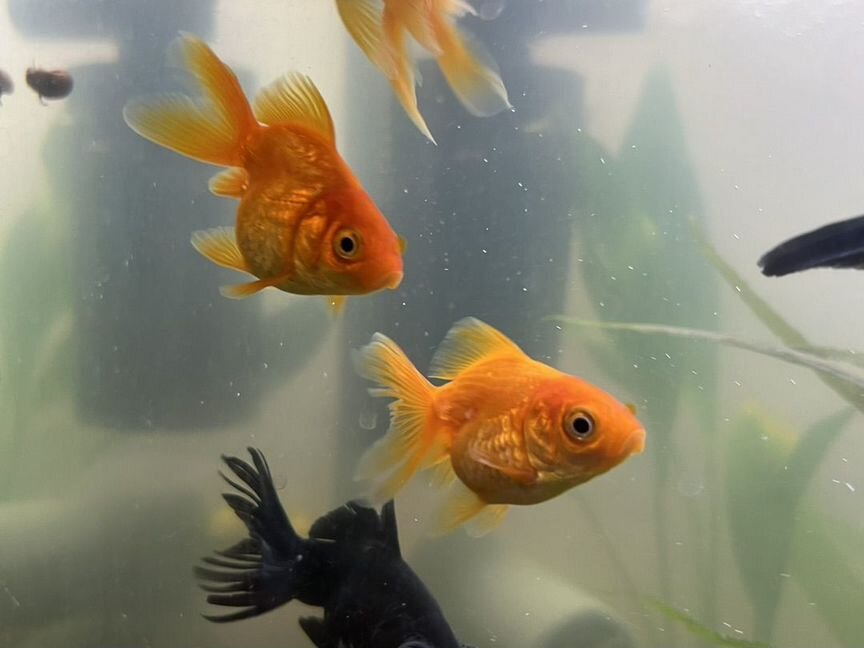 Золотые рыбки и телескопы