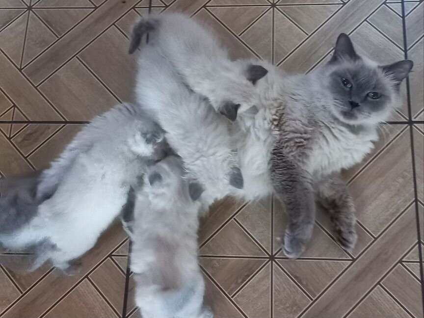 Невские маскарадные крошки