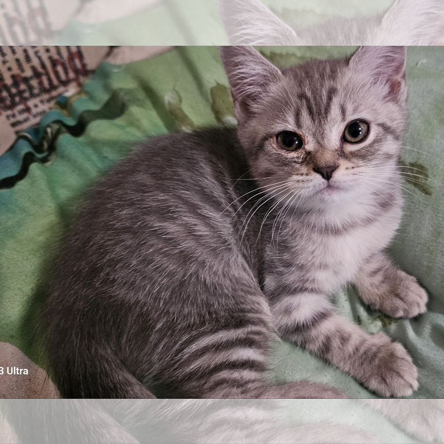 Шотландская