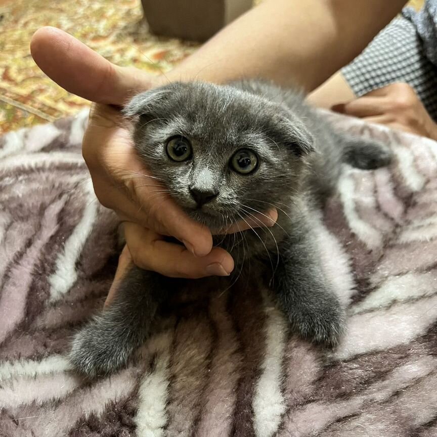 Вислоухие котята