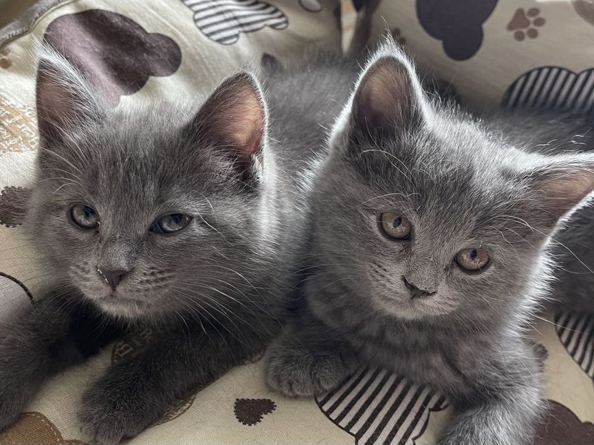 Котята сестрички от породистых родителей британце