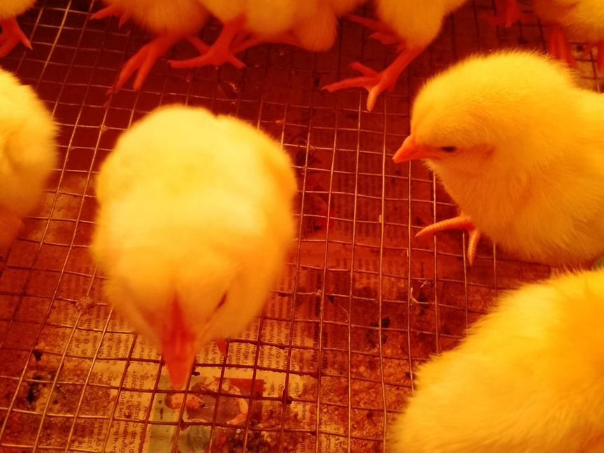 Цыплята бройлеры суточные Чехия