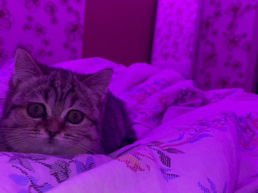Шотландские прямоухие котята