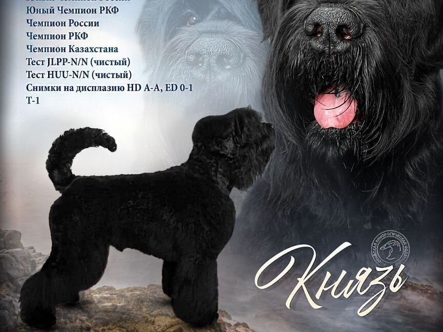 Русский черный терьер щенки