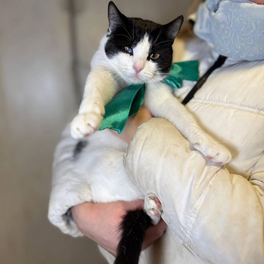 Небольшая кошечка Джулия в добрые руки