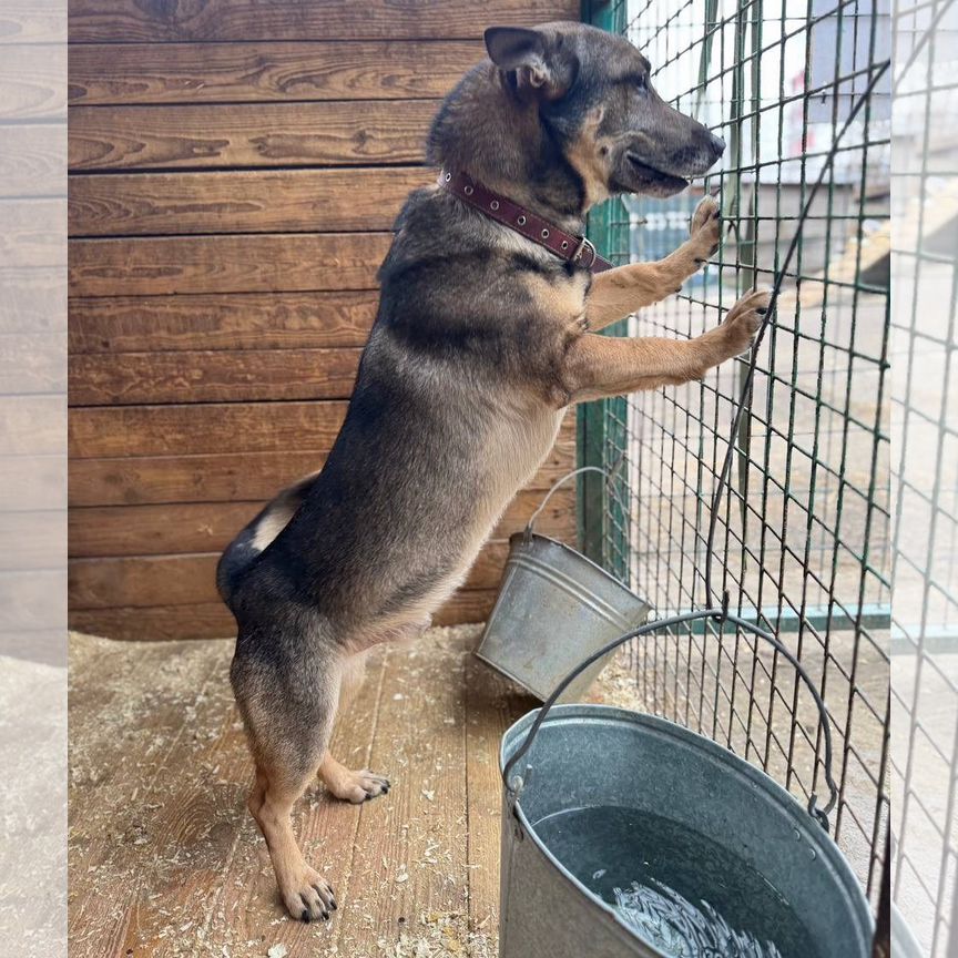 Взрослый пёс в добрые руки