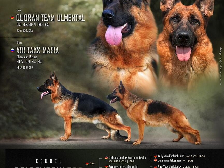 Элитные щенки немецкой овчарки