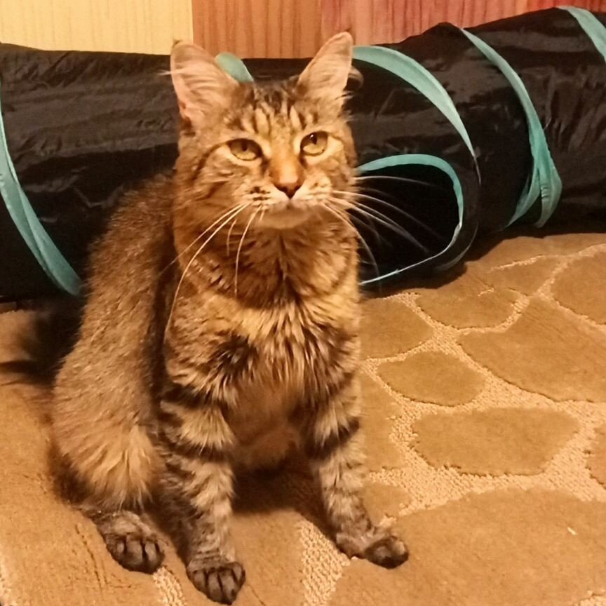 Марго ищет ответственные ручки