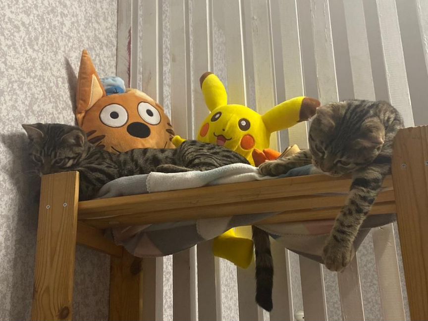 Бенгалы, мальчики