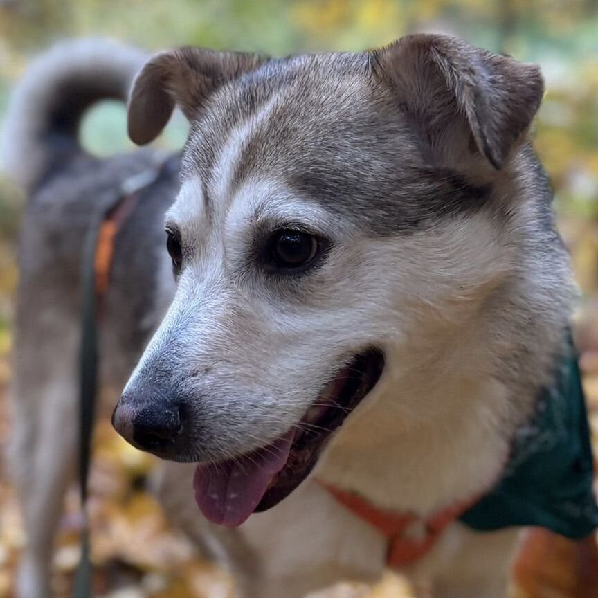 Взрослая собака в добрые руки