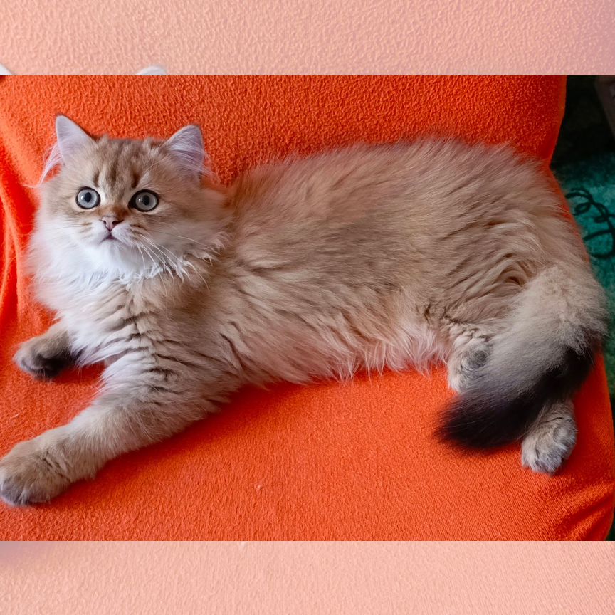 Шотландский вислоухий длинношёрстный котёнок