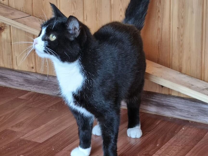 Кошки в добрые руки