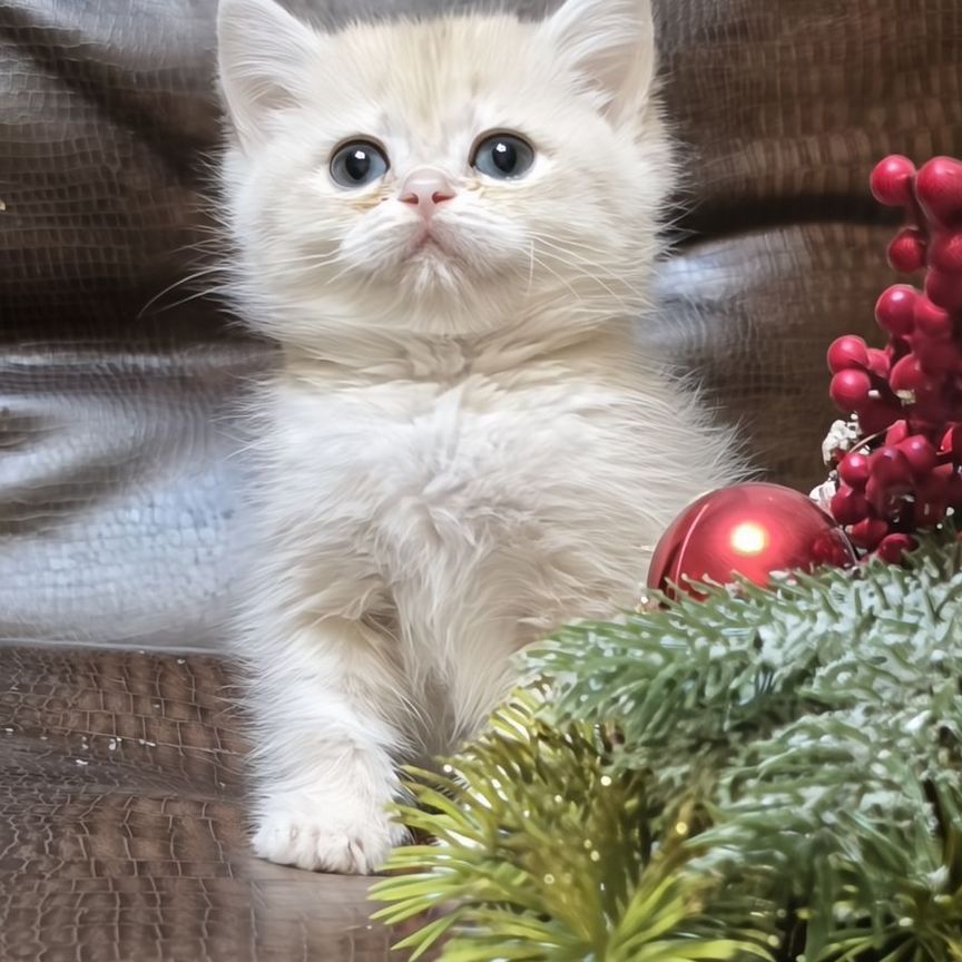 Британский короткошёрстный котёнок