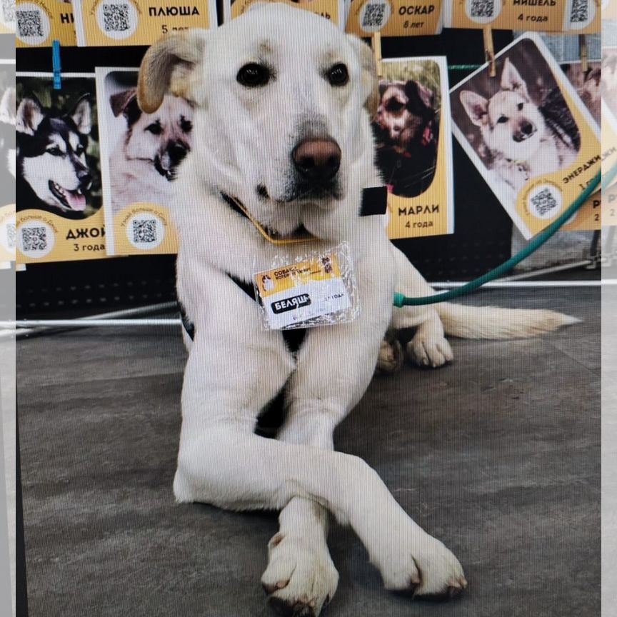 Пес - аптека антидепрессантов