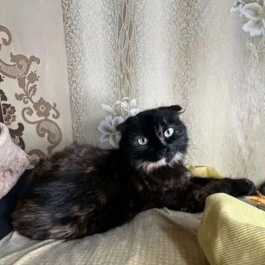 Взрослая, кошка в добрые руки