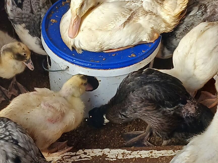 Индийские бегунки