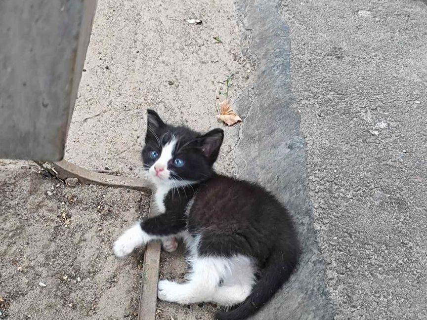 Котенок в добрые руки бесплатно