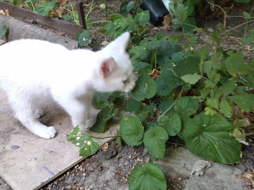 Котик беленький