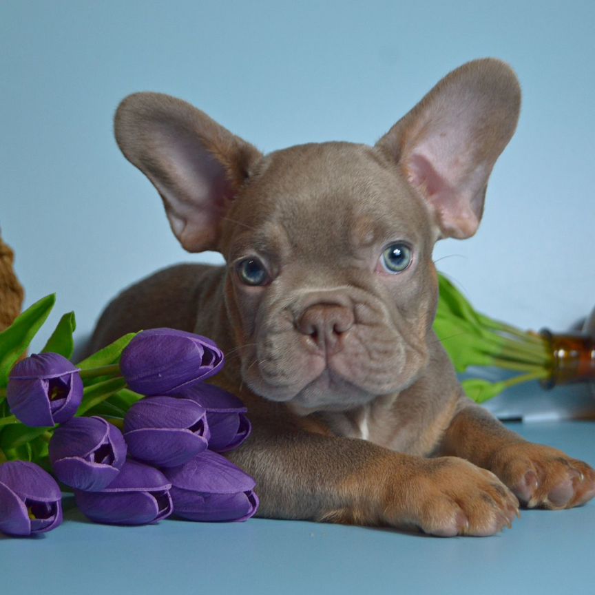 Французский бульдог щенки