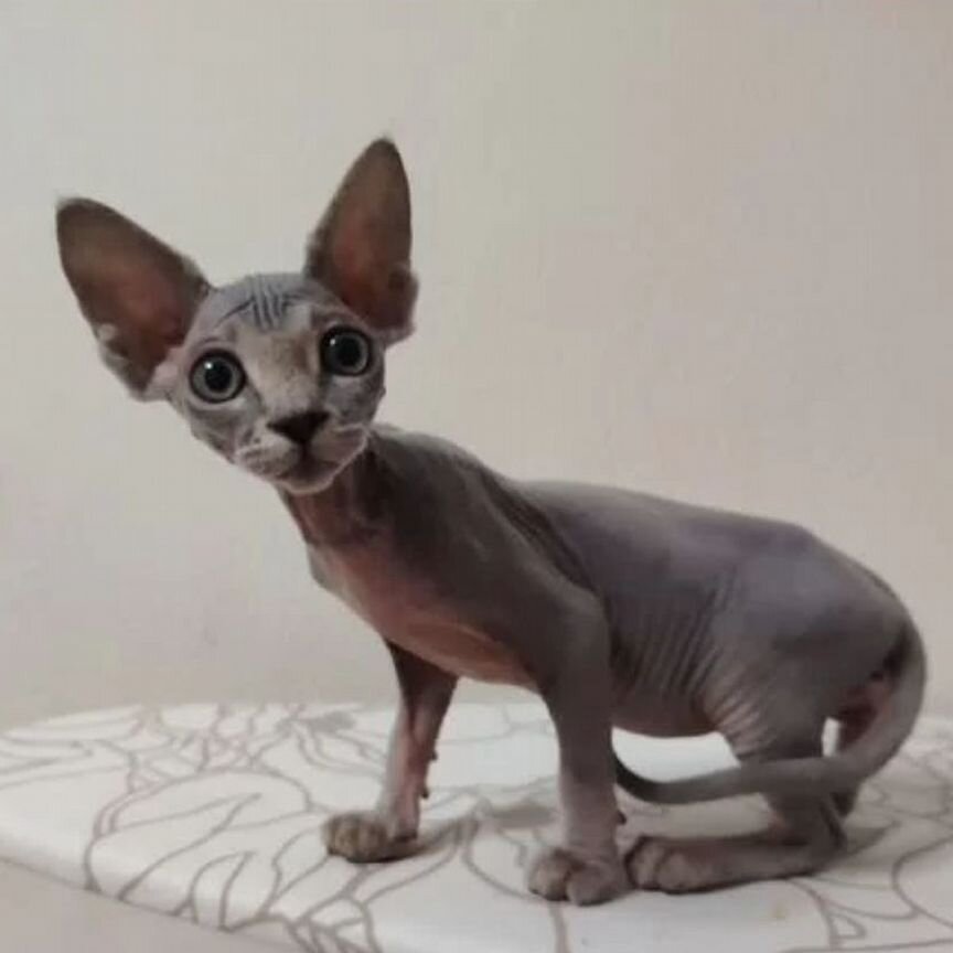 Канадский сфинкс котёнок