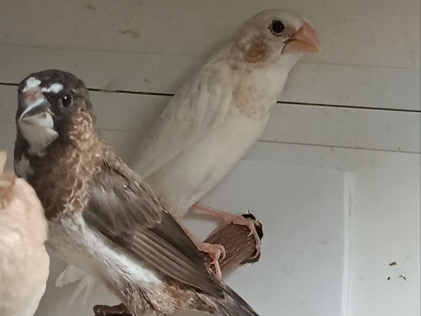 Японская амадина