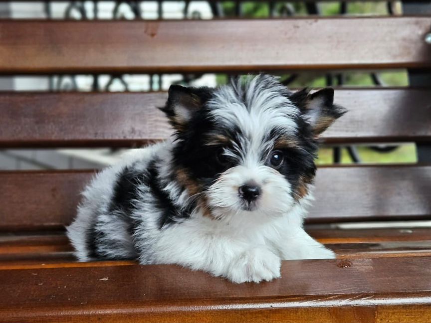 Бивер терьер