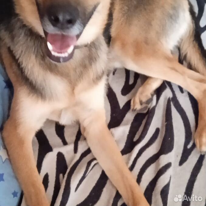 Отдам в добрые руки молодого кобеля